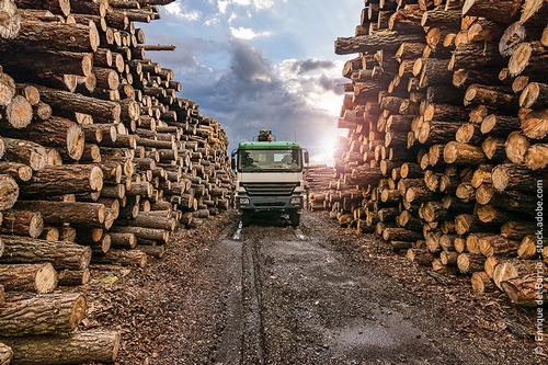 Come funziona la filiera del legno in Italia